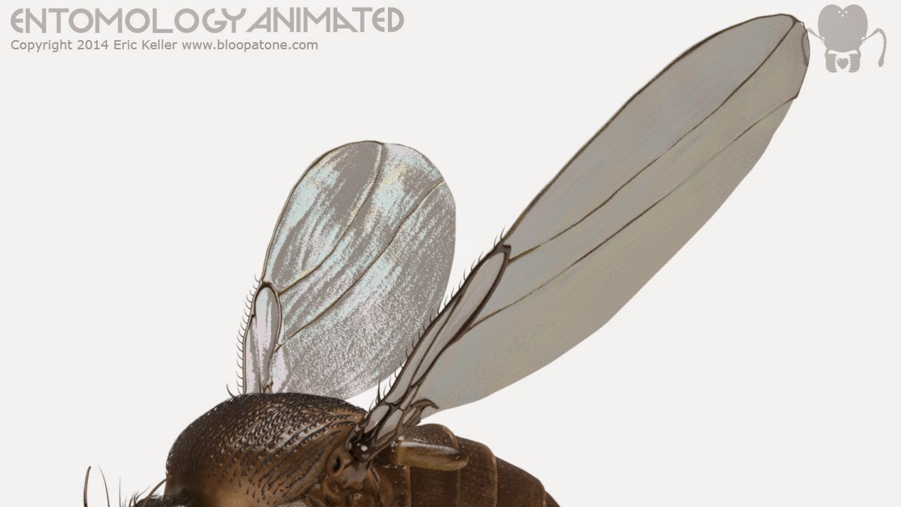 Eric Keller's Portfolio: Coffin Fly WIP