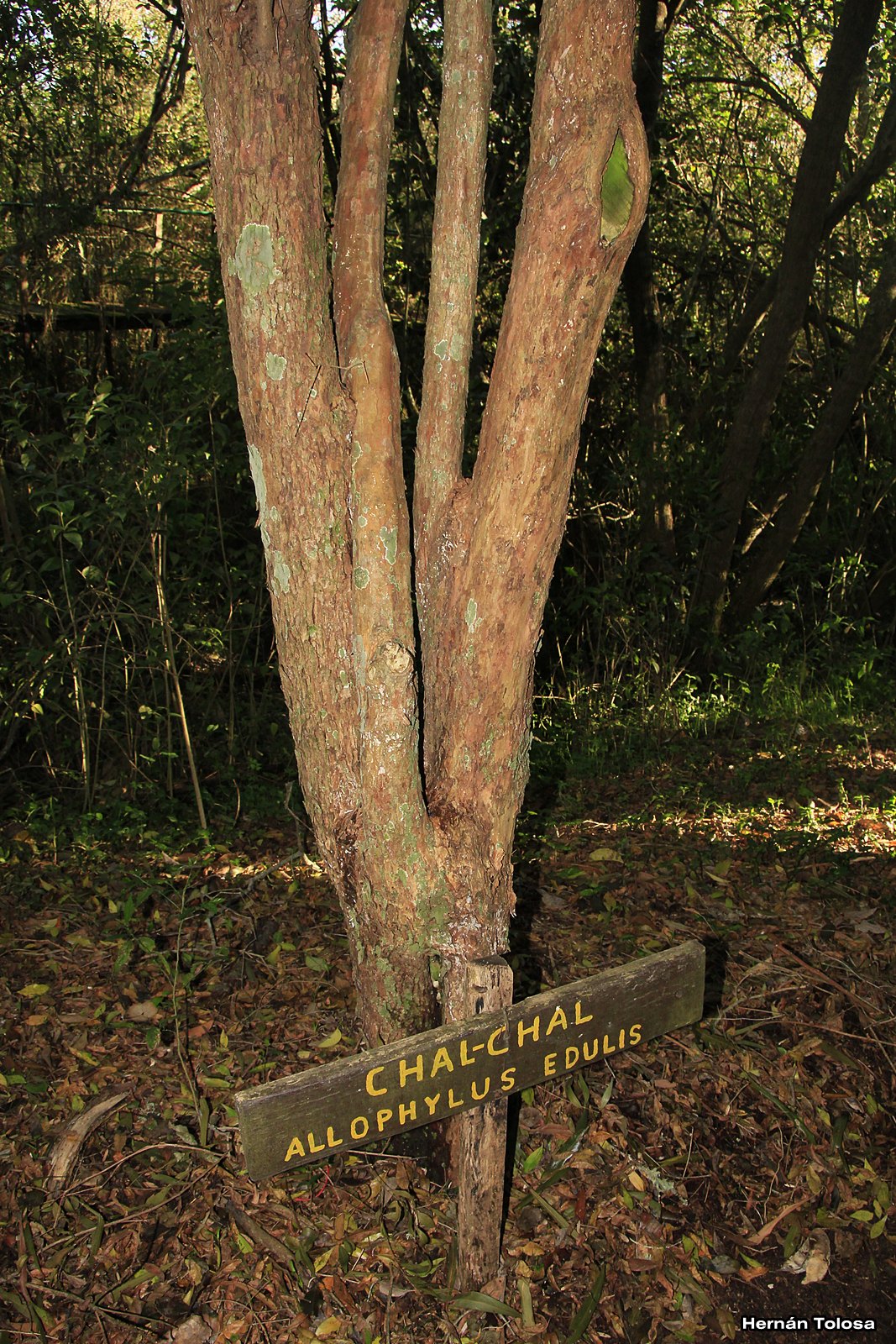 Flora Bonaerense: Chal-chal (Allophylus edulis)