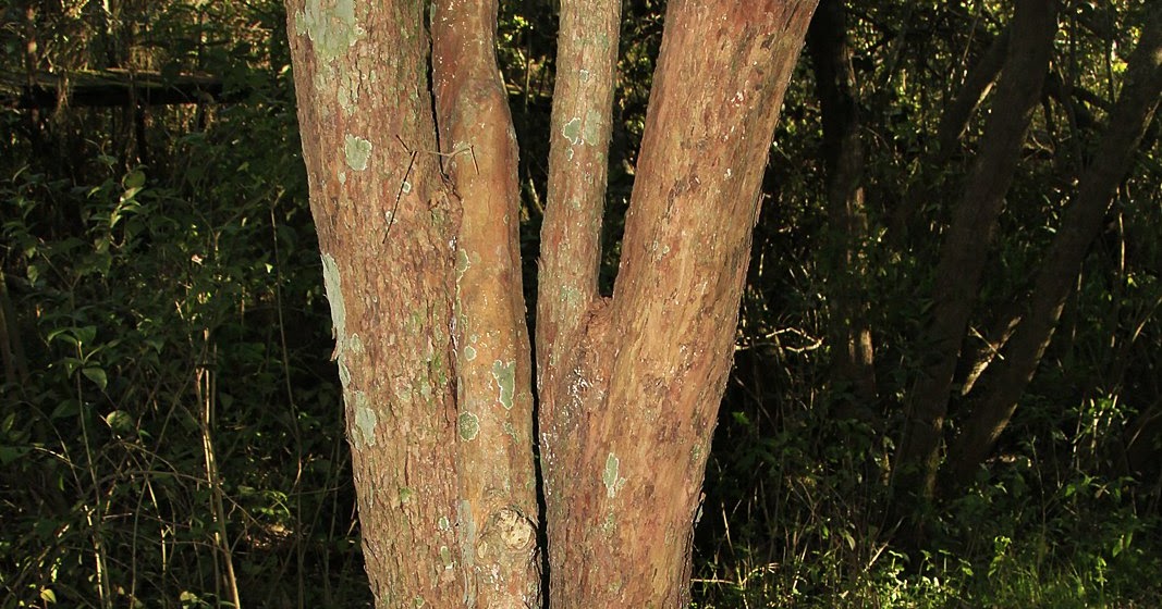 Flora Bonaerense: Chal-chal (Allophylus edulis)