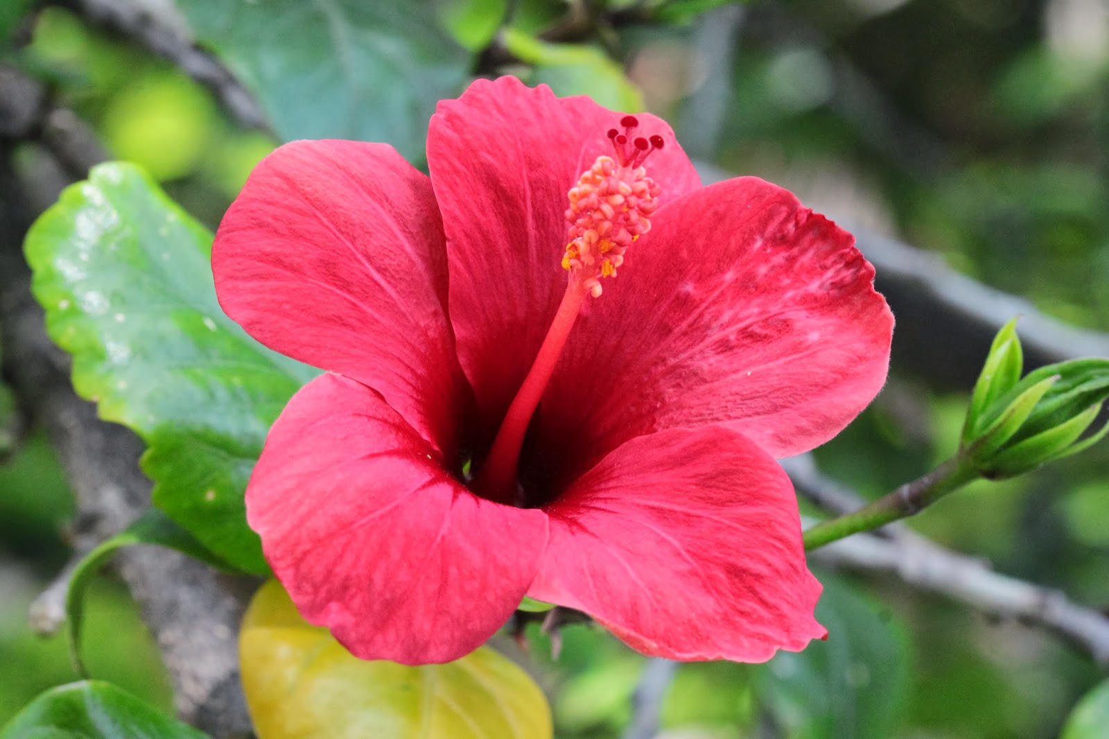 HIBISCUS ROSA-SINENSIS. rosa de china.