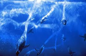 Why Can Penguins Dive Deep? - Knowledge Valley‎‏