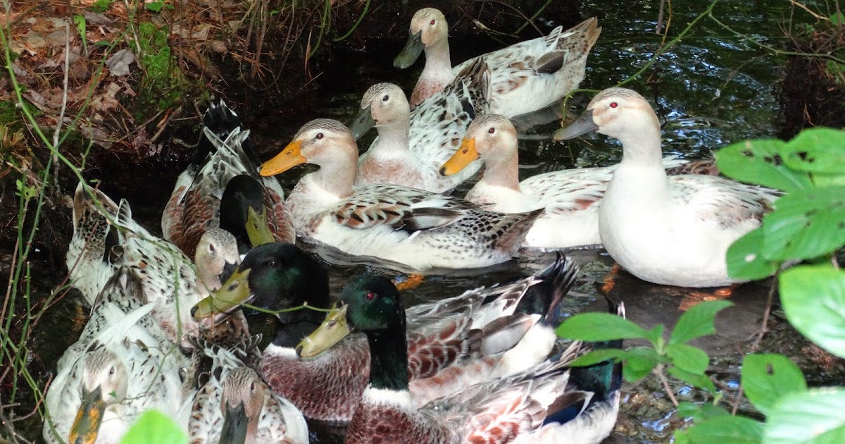 NOMADIC CHEF: The Pros and Cons of Raising Free Range Pasture Raised Ducks