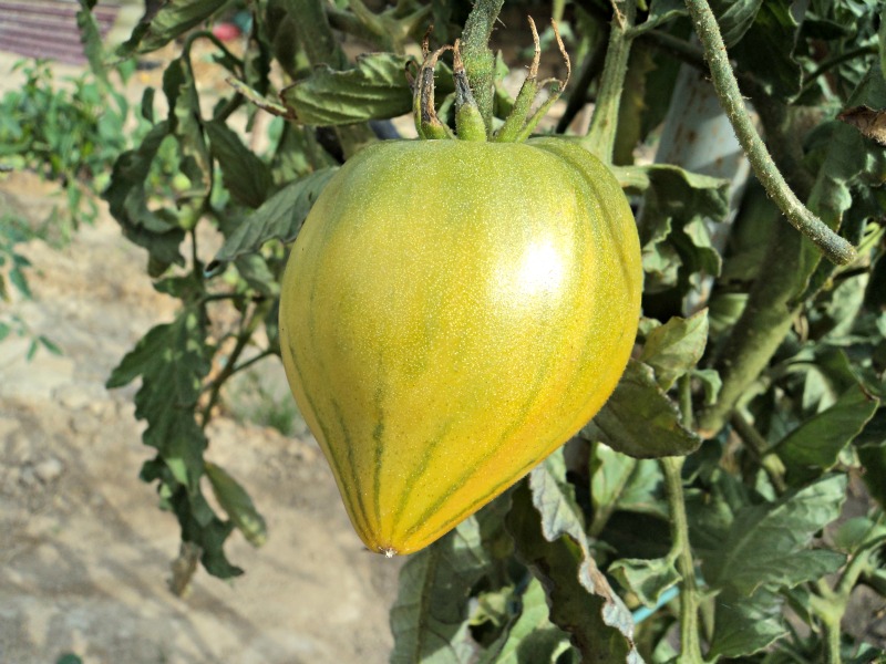 blogmiren: Tomate corazón de buey