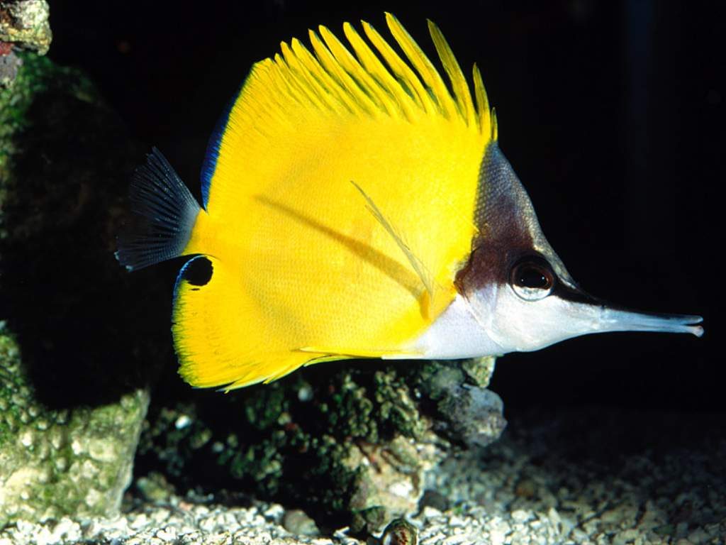 IKAN KEPE-KEPE ~ Everything About Fish