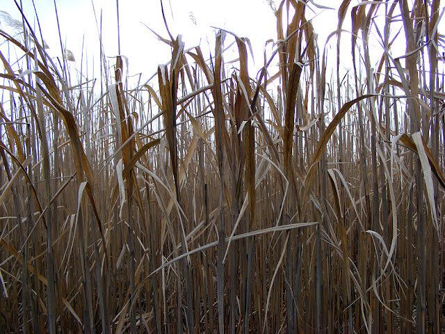 Days on the Claise: Walking With Giants Around Oyre