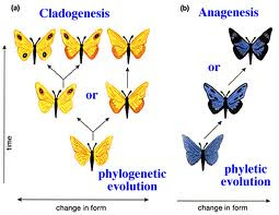 ~Louis at Science Class': Evolutionary Processes #2