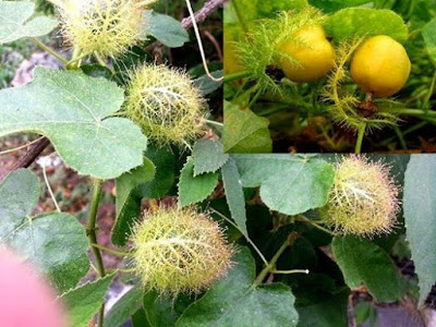 CAHAYA HIDUPKU: KHASIAT POKOK BUAH ULAT BULU