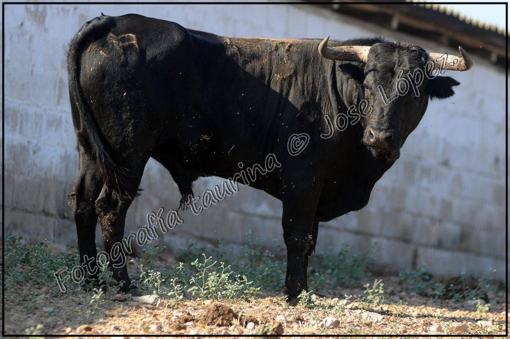 FOTOGRAFIA TAURINA JOSE LOPEZ.: FOTOS DE LOS NOVILLOS DE LA GANADERIA ...