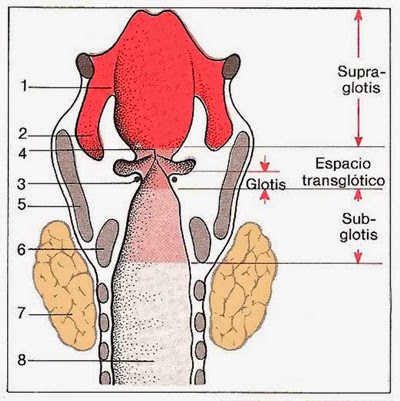 Cáncer de laringe - MIRicina
