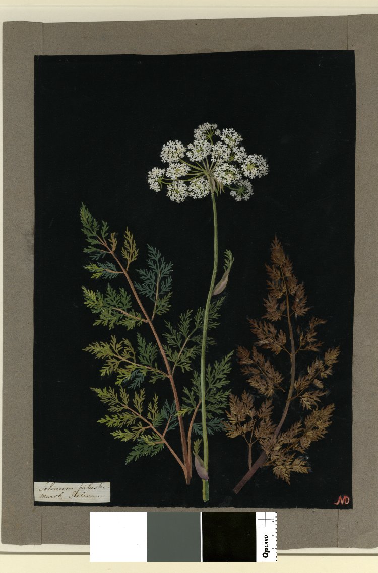 nickyskye meanderings: Mary Delany, collage artist of flowers in the 1700's