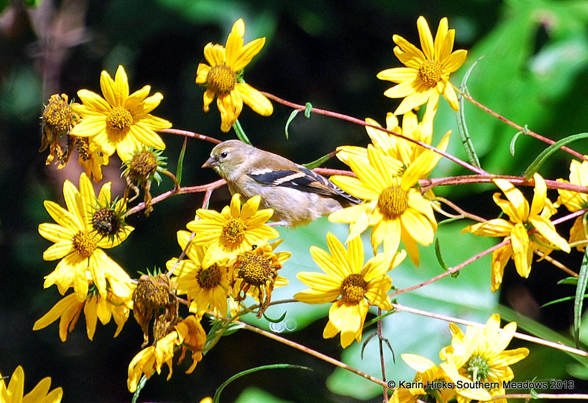 Where have all the birds gone?