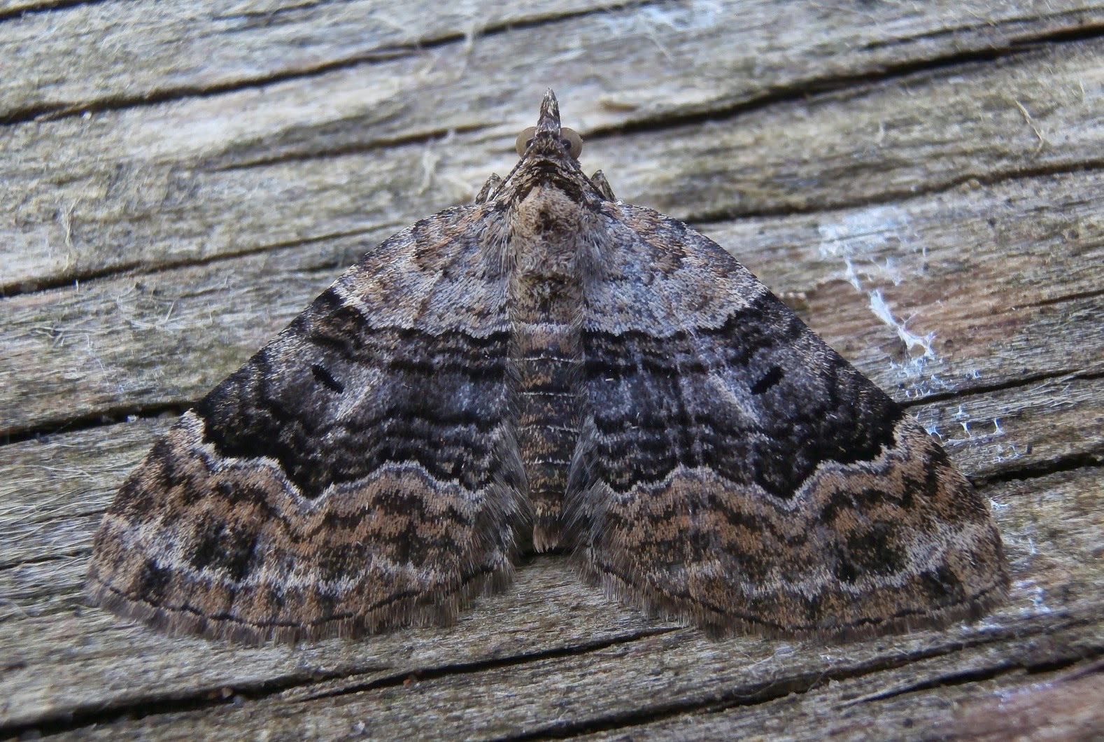 The Curious Naturalist: Norfolk moths: Rockland St. Peter garden, 3 ...