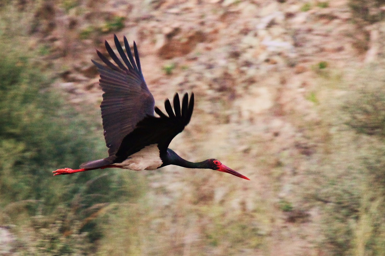 Homo serranus: Cigüeña Negra. (Ciconia Nigra)