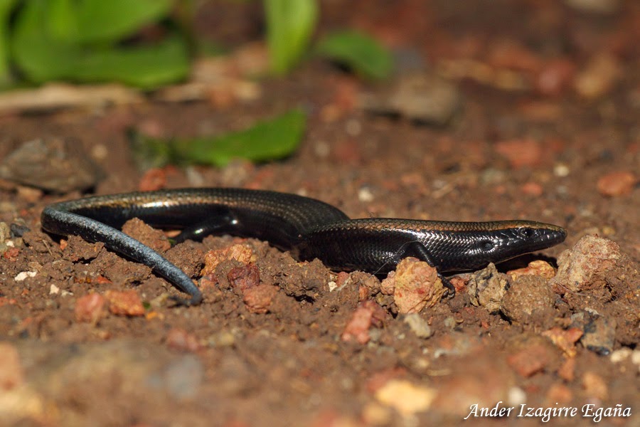 Naturzalia: Chalcides viridanus - Tenerifeko narrastixak 4