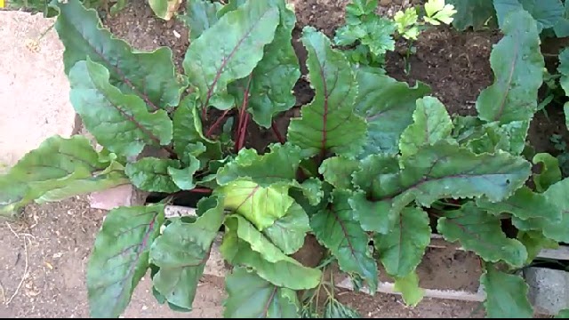 How To Grow Beetroot