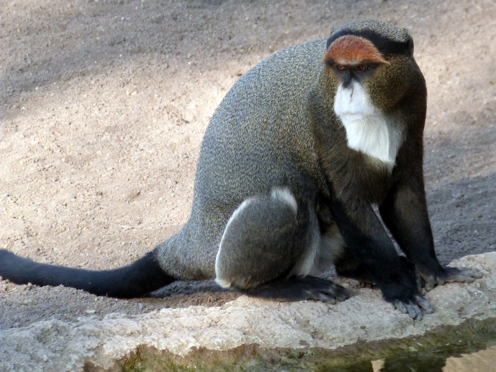 Taxonomía Chordata: Clase Mammalia Orden Lagomorpha, Perissodactyla y ...