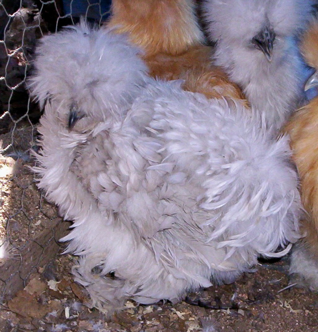 California Country Ranch: Sizzle Chickens - Updated Pictures Below