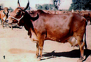 Sahiwal Cow