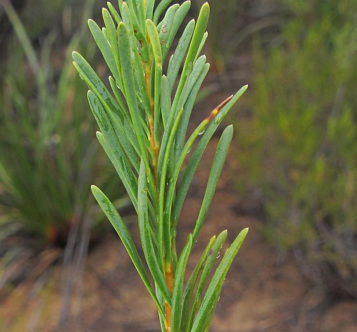 Esperance Wildflowers: Platysace maxwellii - Native potato