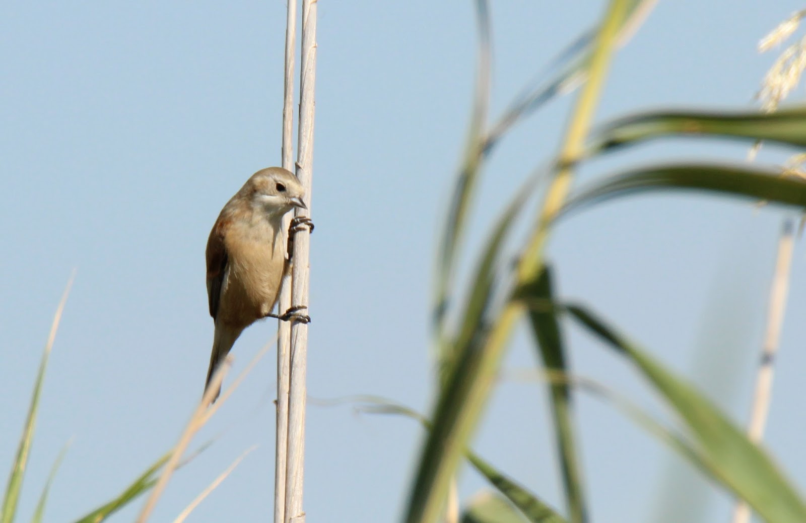 TIERRA DE AVES: PAJARO MOSCÓN EUROPEO ( Remiz pendulinus )