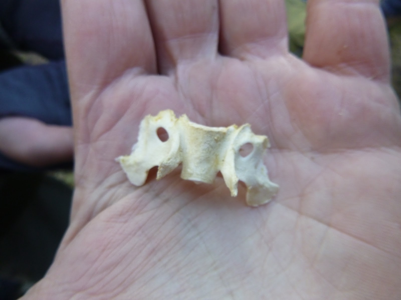 The 1,000-Mile Great Lakes Adventures: Moose...in a Jar??