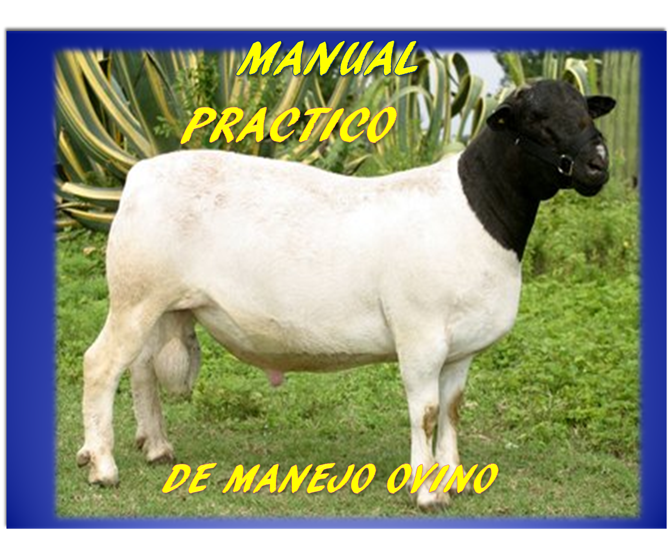 MANUAL OVINO: MANUAL PRACTICO DE MANEJO OVINO