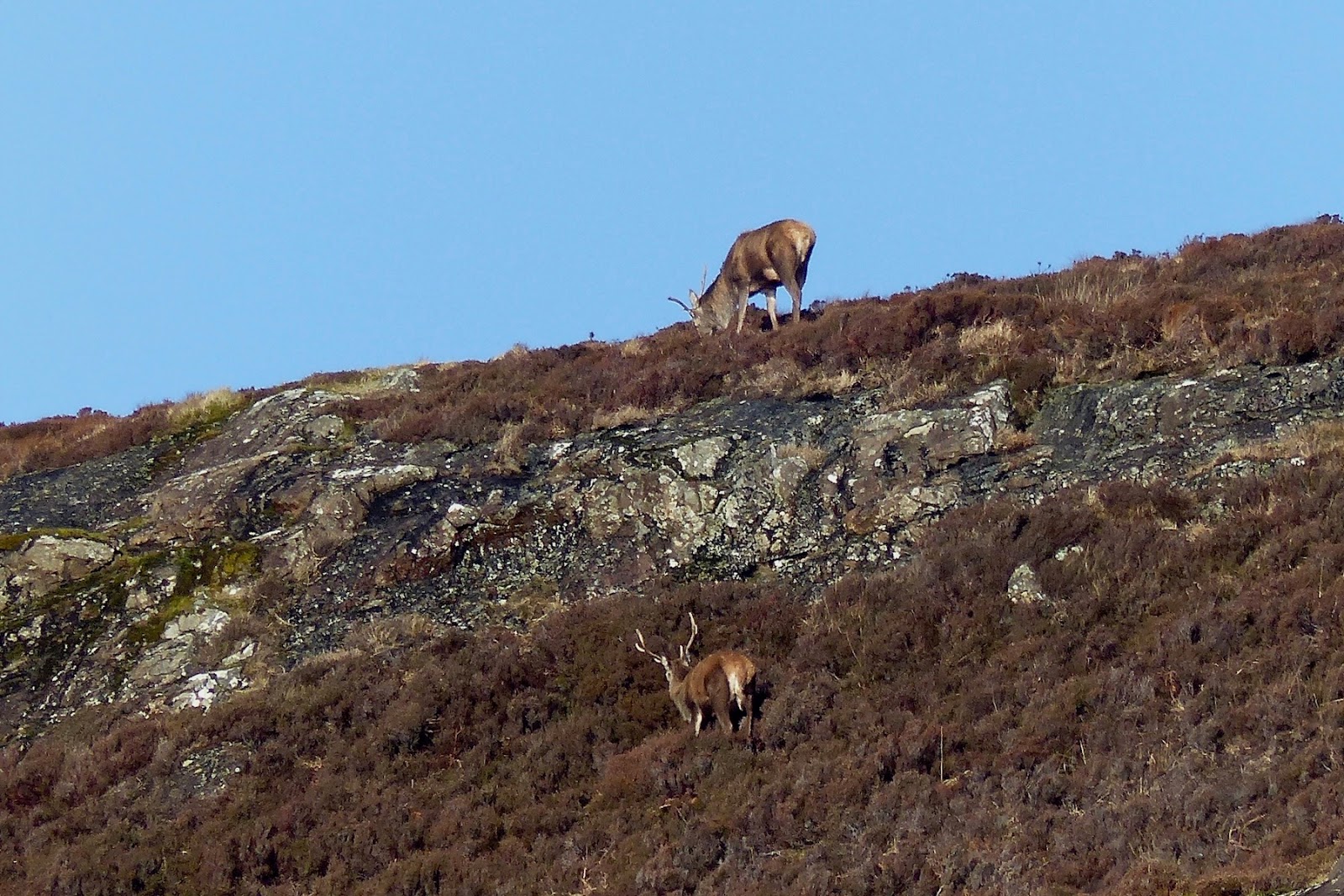 A Kilchoan Diary: Lochan na Cloiche Wildlife