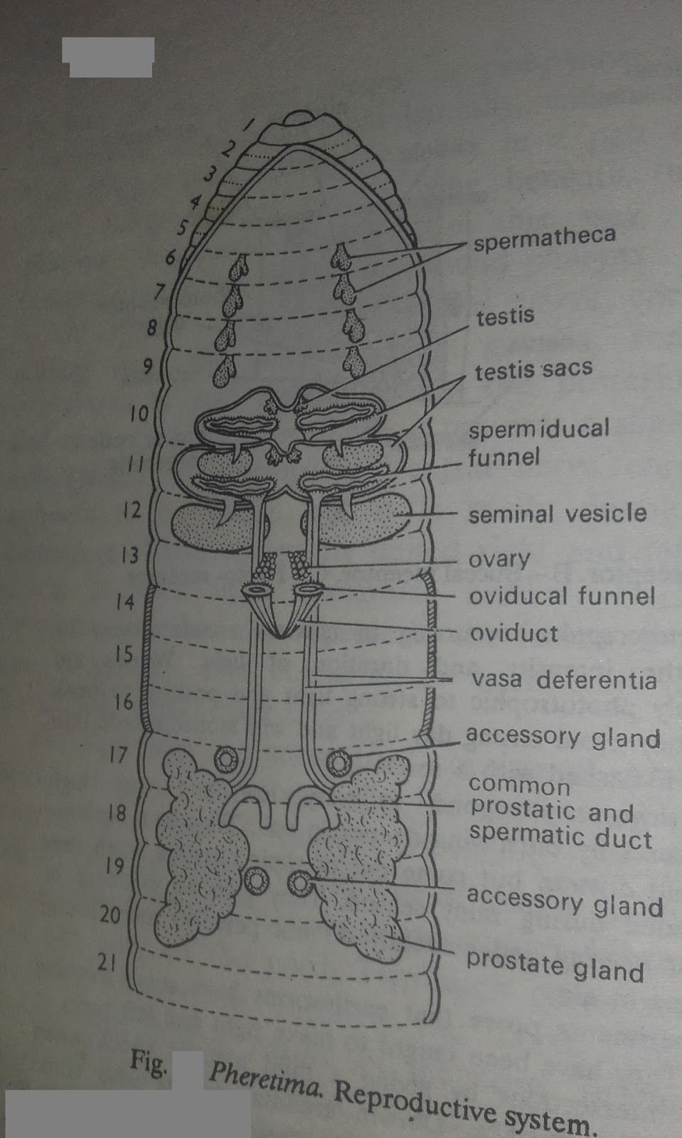 Zoology for higher secondary level: Earthworm: Reproductive System