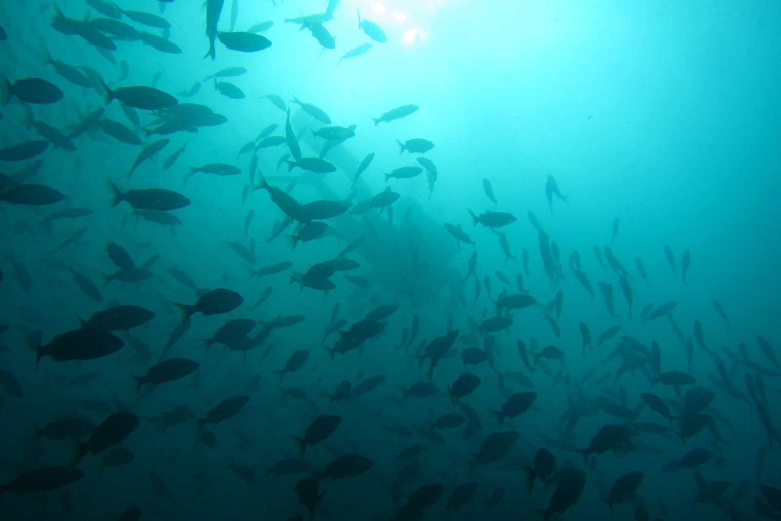 Viajando - Neide Regina Borges: Laje de Santos - 08DEZ11