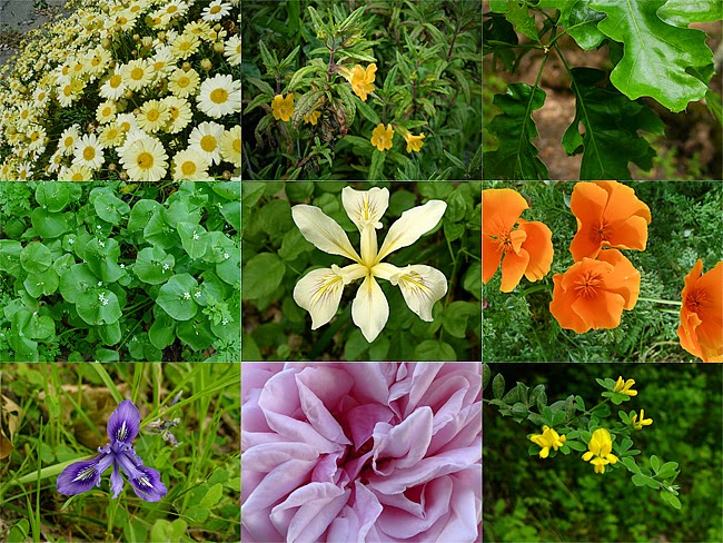 Galapagos: Flora de Galápagos