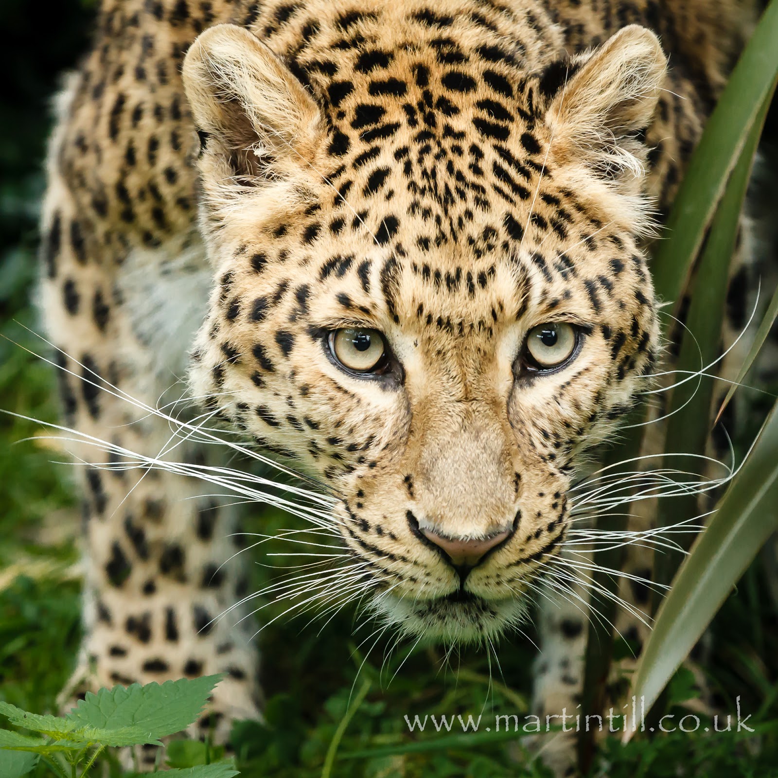 Wonky Horizons: Wildlife Heritage Foundation big cats