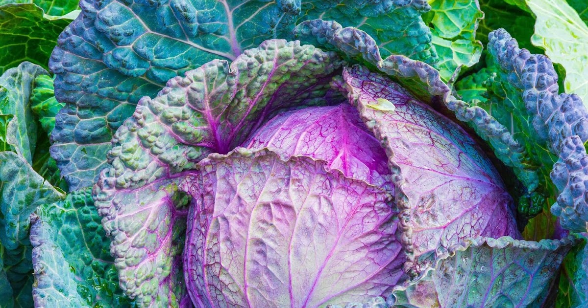 Colored Cabbage Wallpaper