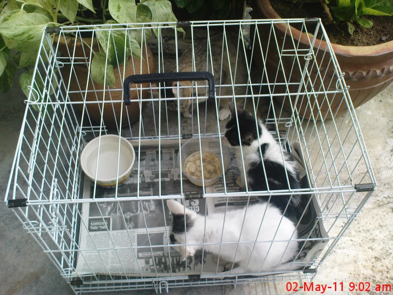 Medical treatment for Dina's DBKL rescued cats - AnimalCare