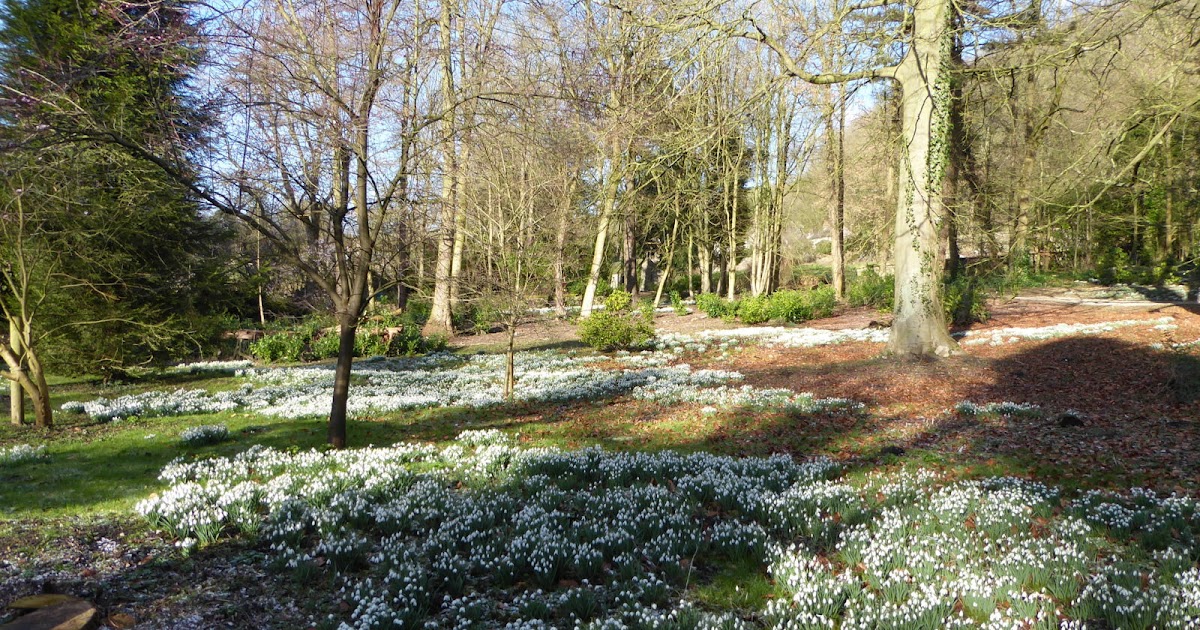 Galanthus : Hopton Hall Snowdrops, Derbyshire