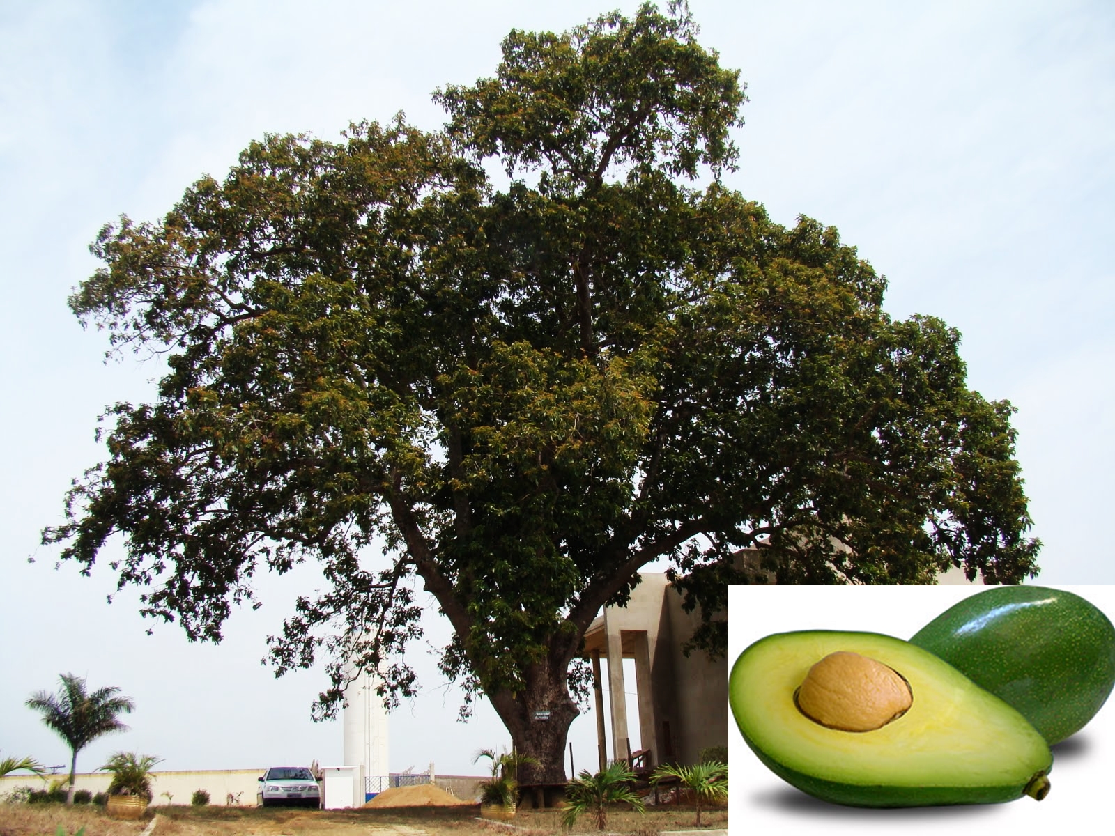 Caderno de biologia.: Lição de casa: Principais filos do reino vegetal.
