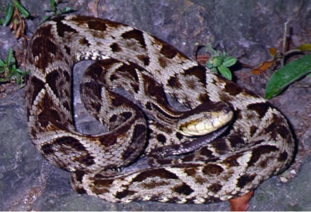 Reptossaurus: SERPENTES da CAATINGA