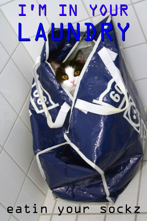 I'm in your laundry... | Funny Cat Pictures
