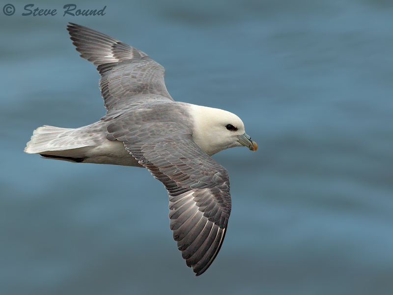 Steve Round Wildlife Photography: Fulmars from Iceland