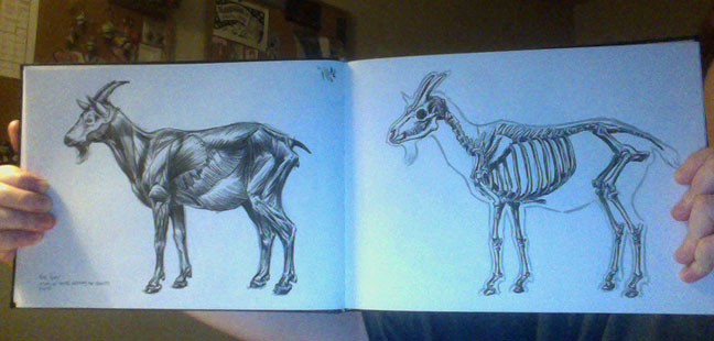 Drawn-Out Days: Goat Anatomy Sketches