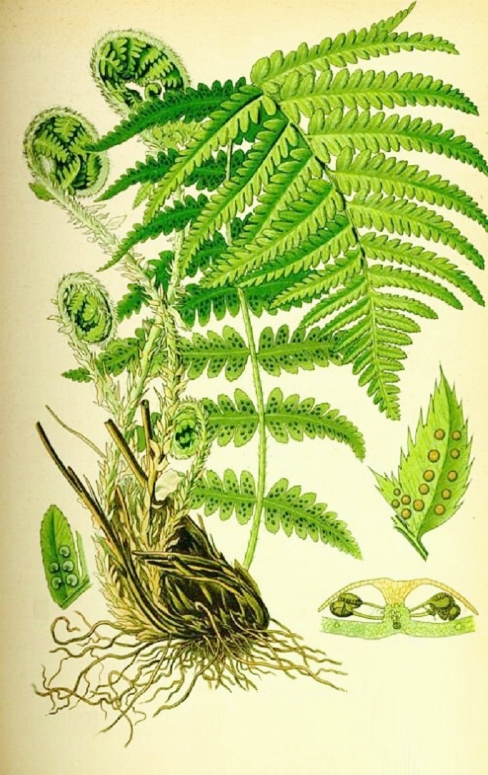 CURARSI CON LE FELCI - Blog di pociopocio