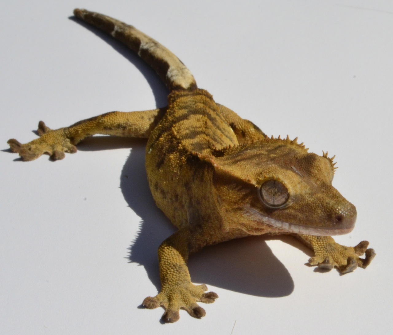 SE England - Tiger Crested Gecko | Reptile Forums
