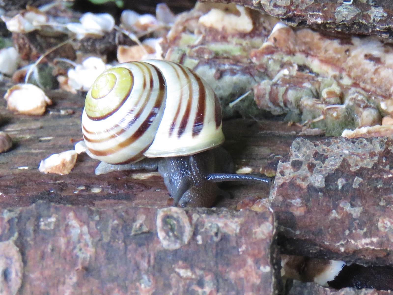 BugBlog: A snail safari