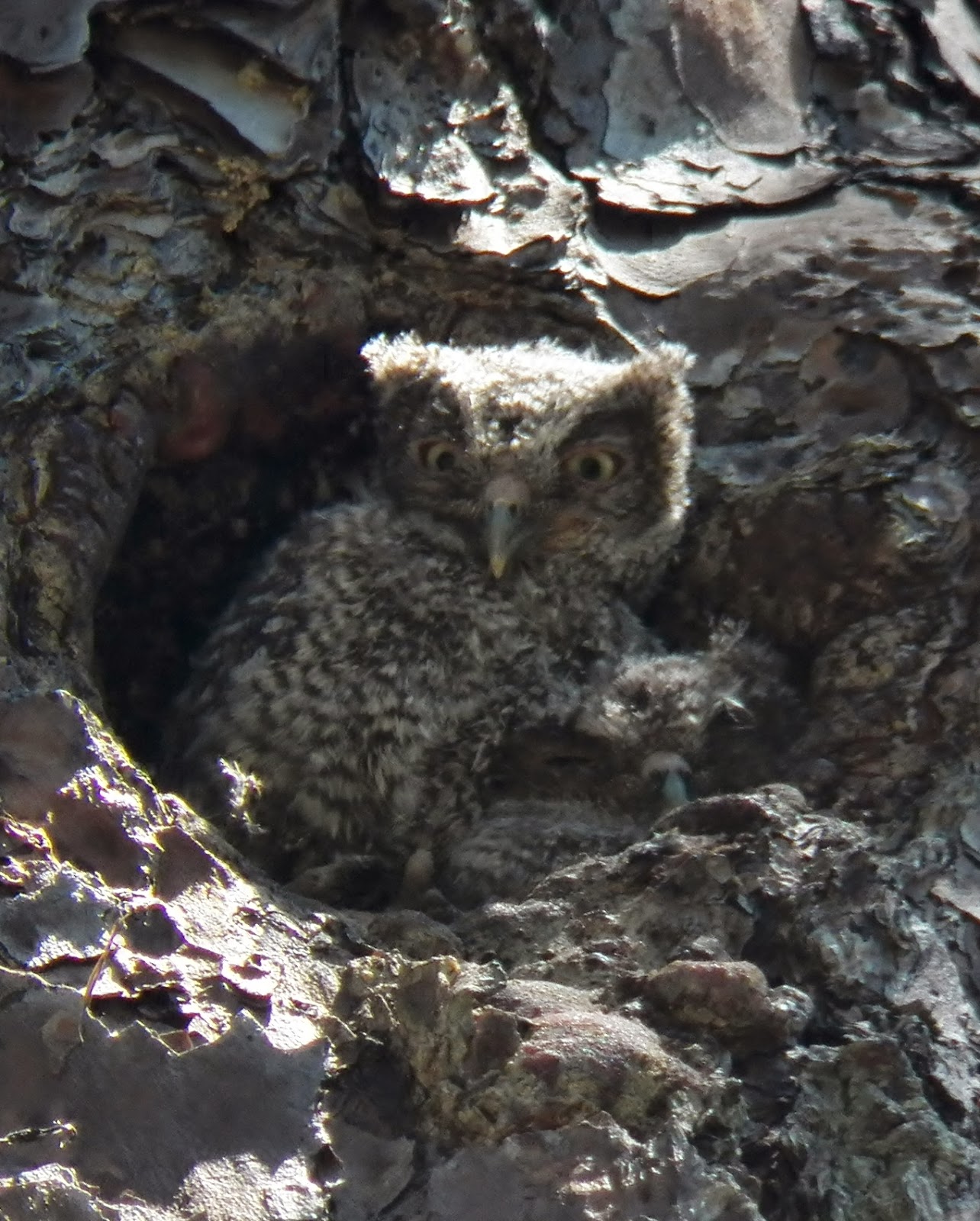 My Backyard: Screech Owl Chronicles
