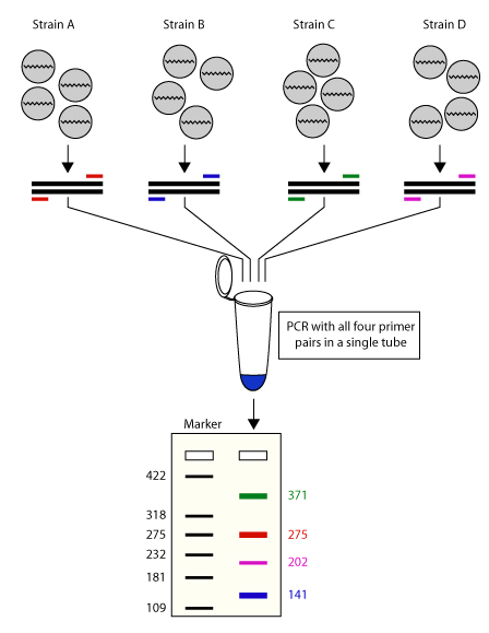 Mutiplex PCR - PCR đa mồi - Sinh Học Phân Tử