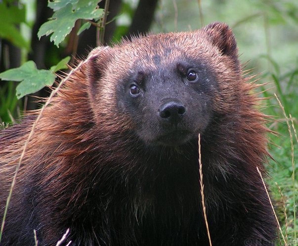 White Wolf : The Wolverine : One of the Most Ferocious Animals in the Wild