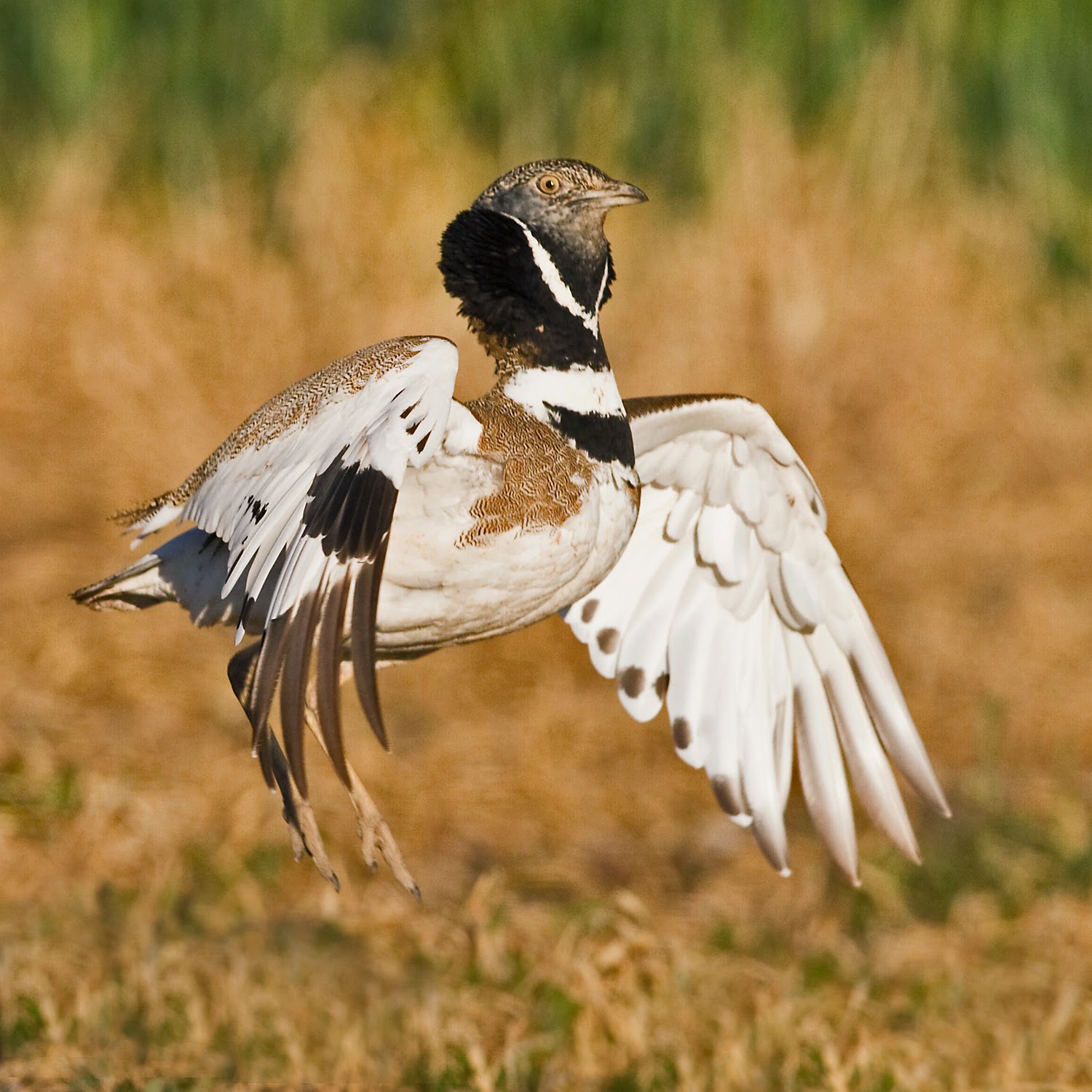 PETER'S PORTFOLIO..............Bird & Wildlife Photography: Little Bustards