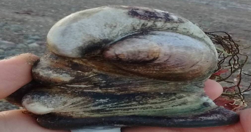 GETHIN AP GRUFFYDD: DEVILS TOE NAIL FOUND ON WELSH BEACH ALSO OTHER HOT ...