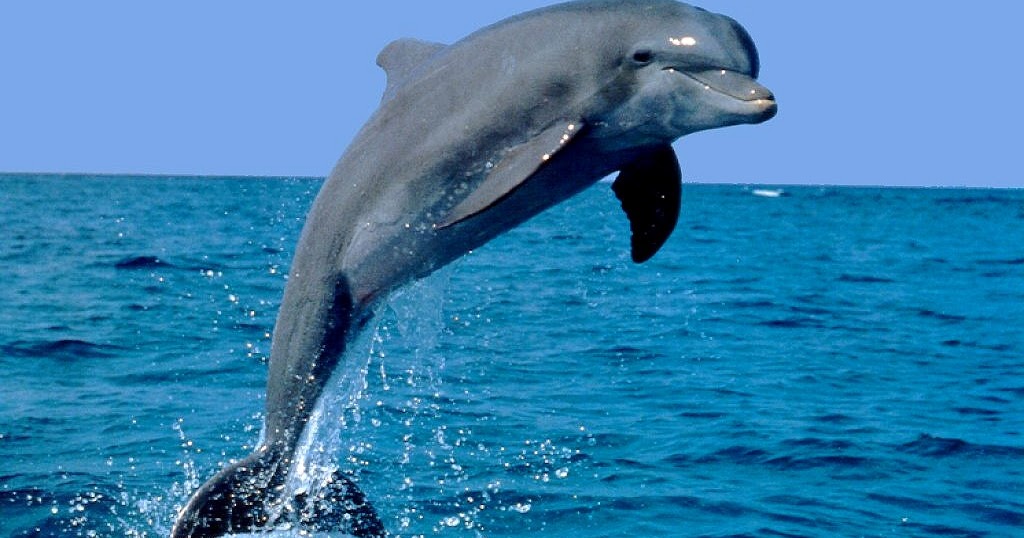 DOFINS DEL SALVAT PAPASSEIT 1r. Primària: Comencem el projecte del ...