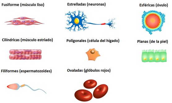 Clasificacion De La Celula Segun Su Forma Mind Map Images
