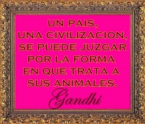 NOBLE GALGO: "POTRO, PERRO FAMÉLICO".